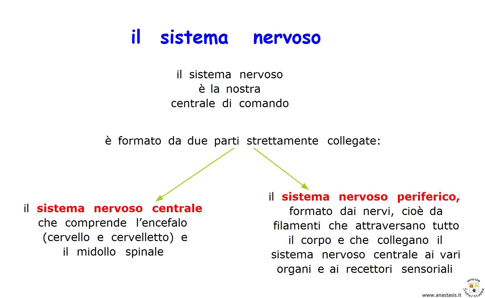 Paradiso delle mappe: Il sistema nervoso