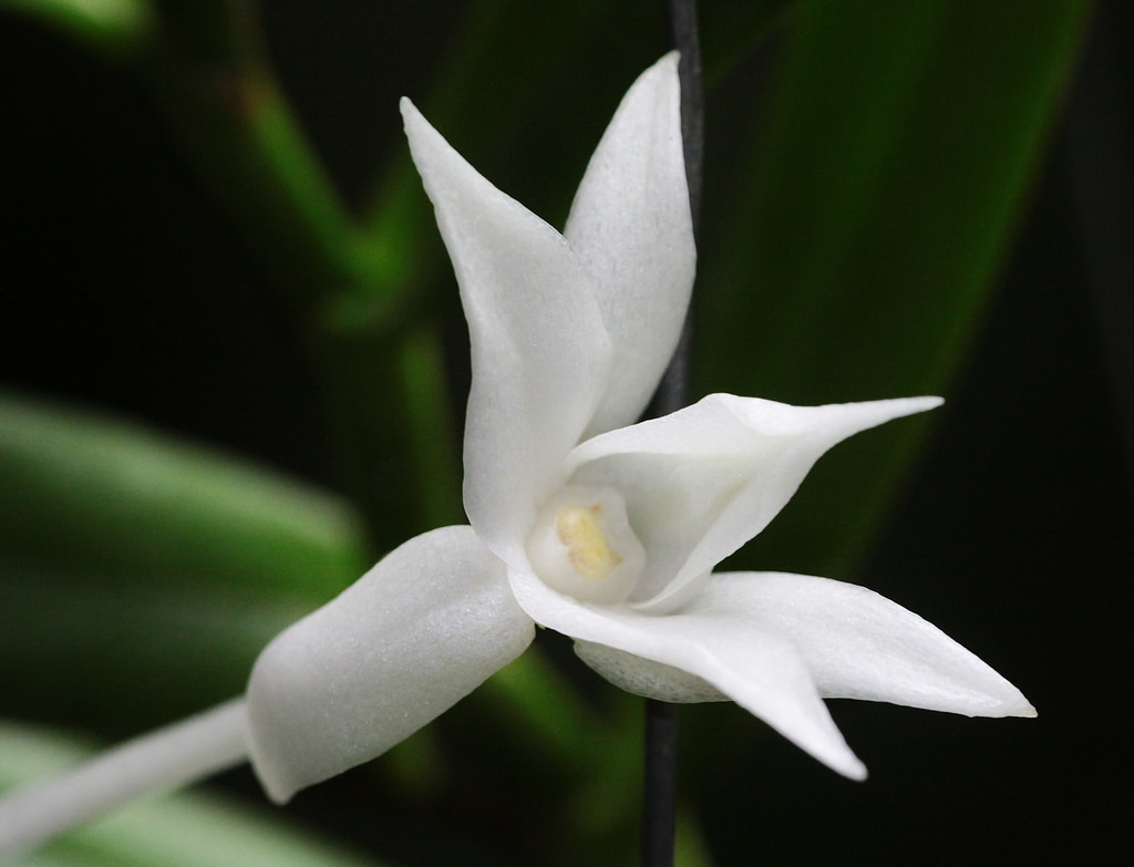 Angraecum florulentum orchid plant care and culture | Travaldo's blog