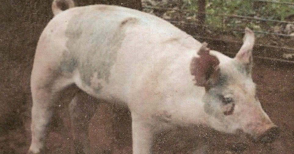 The Urge to Preserve