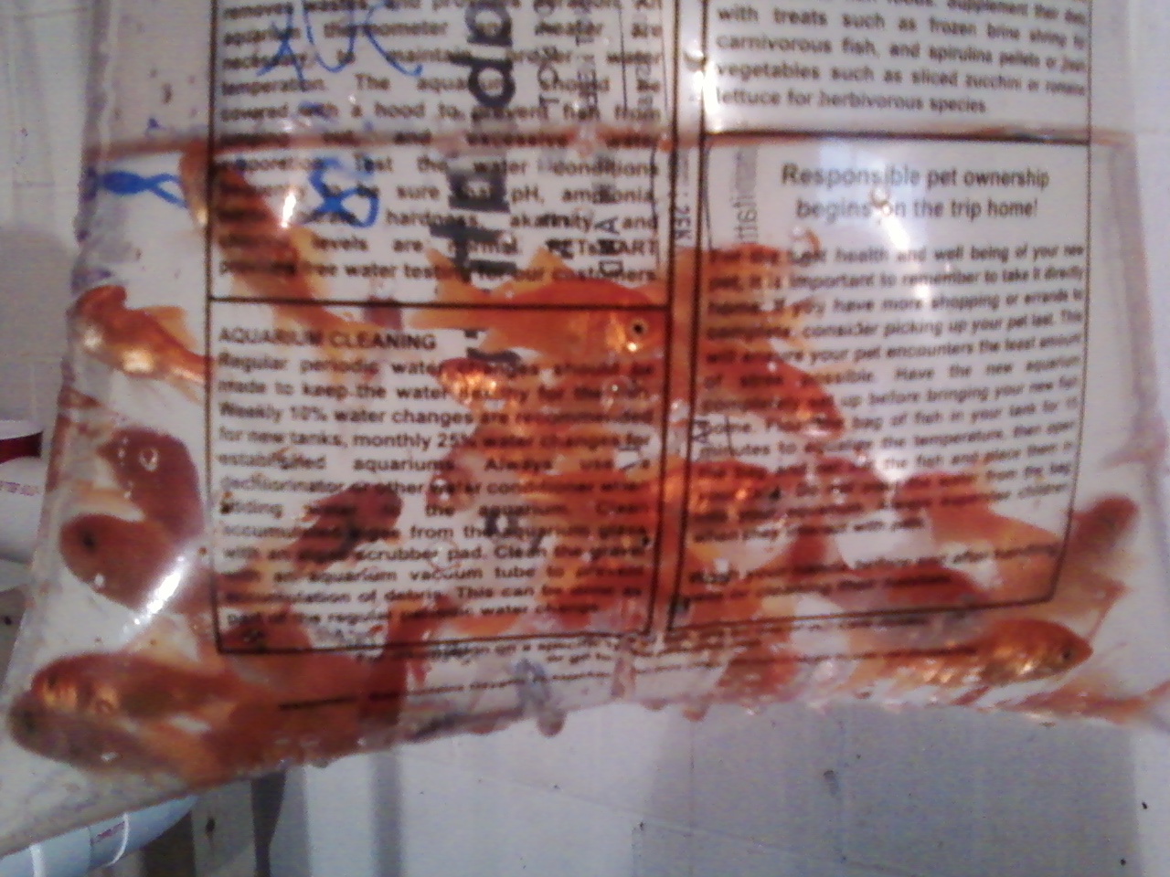 Aquaponic Basement Garden: Fish Day