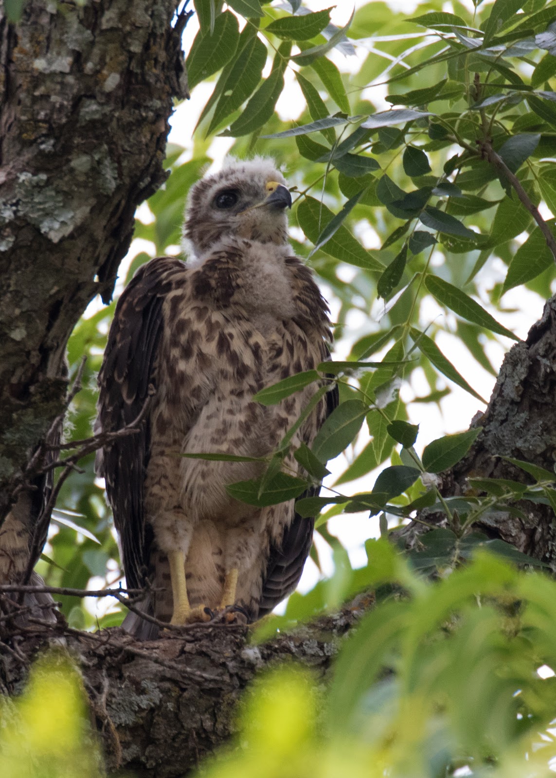 Edward Plumer: Hawk Chicks Waiting for Mom