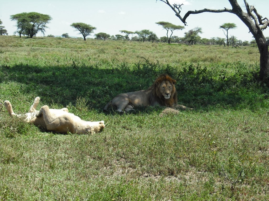 UTALII WA NDANI: FURAHIA UTALII WA TANZANIA KWA KUTEMBELEA MBUGA ZETU ...