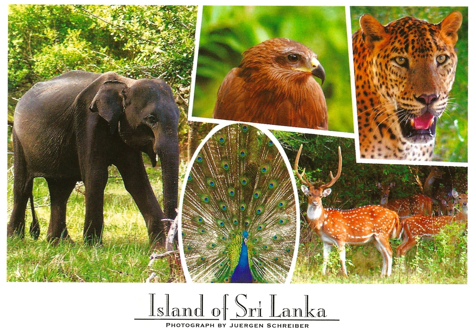 What Animals Are In Yala National Park at Diane Rearick blog