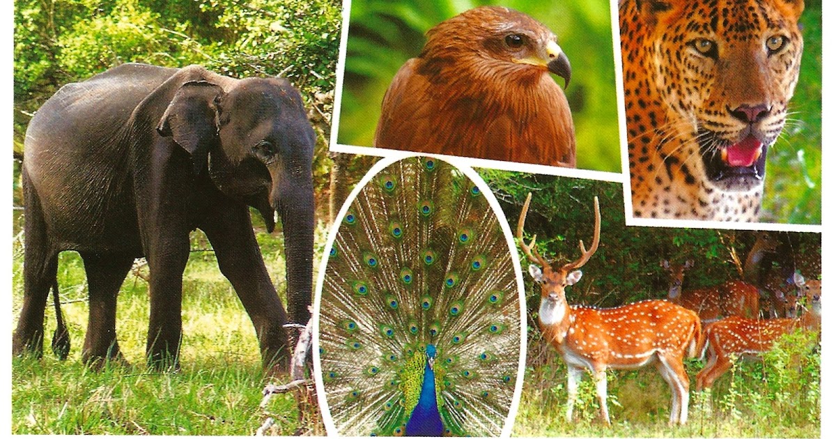 My Favorite Animal Postcards: Animals from Yala National Park in Sri Lanka