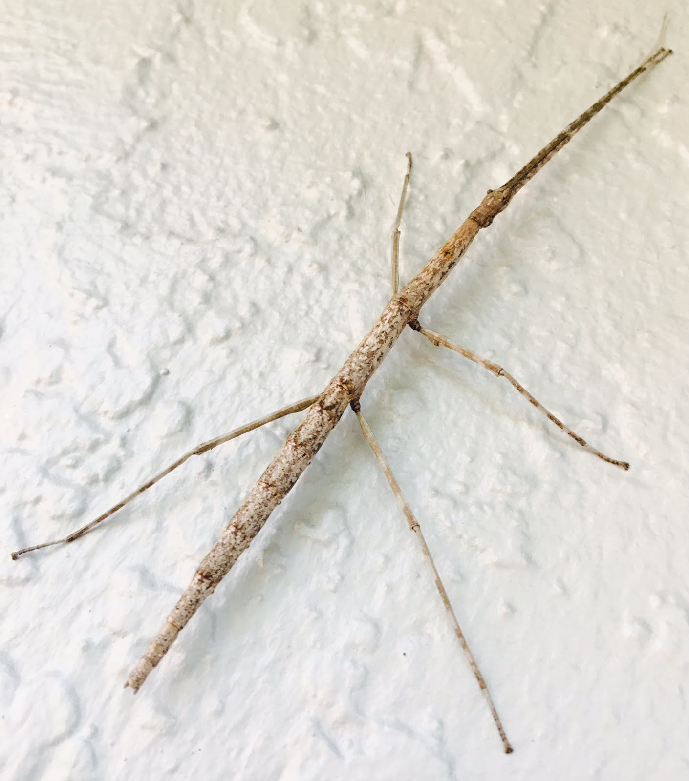 IJ Today: #Stickbug to other Stickbug: "What's my name?"