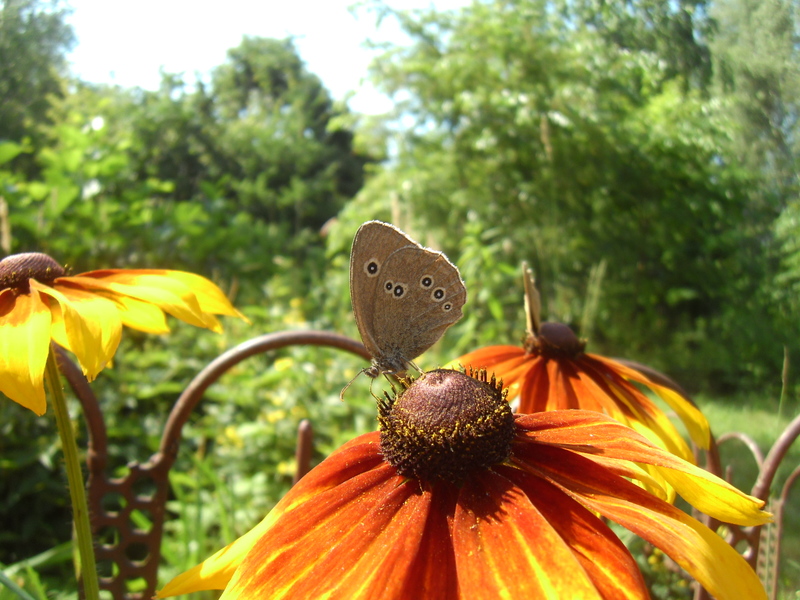 Slavic Garden - Słowiański Ogród: Back to the past: July insects ...