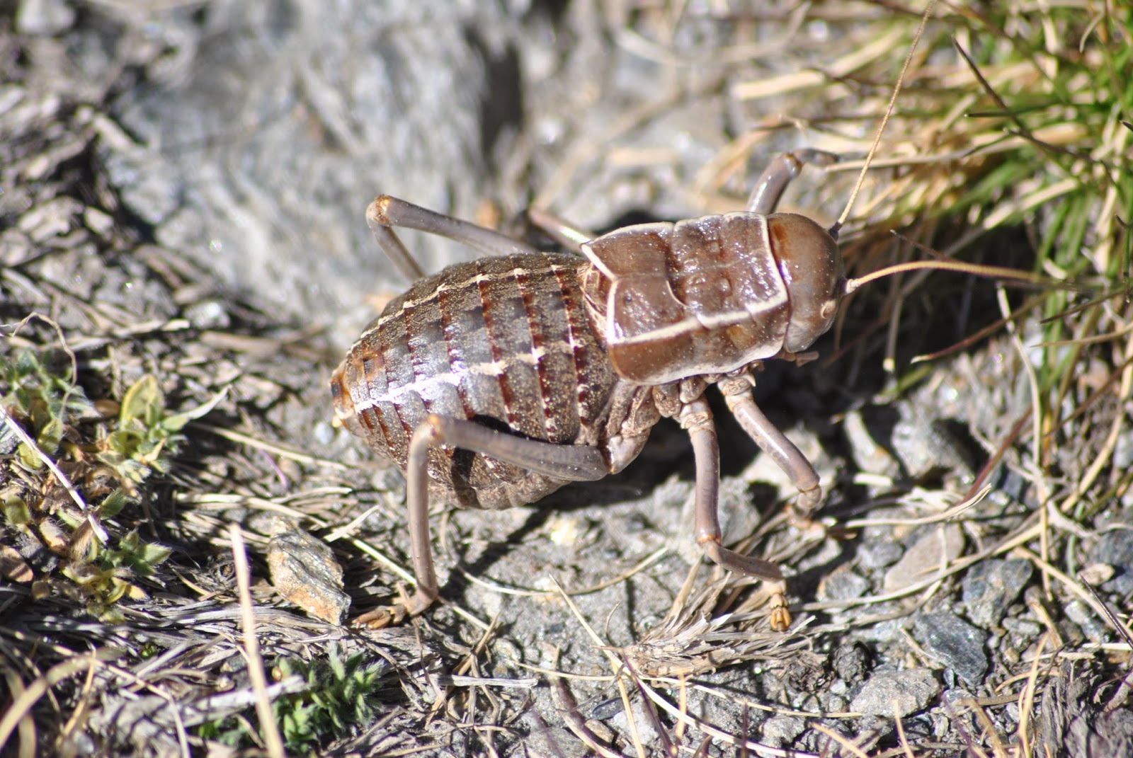 Insectos de la Sierra de Huetor: Orden Orthoptera