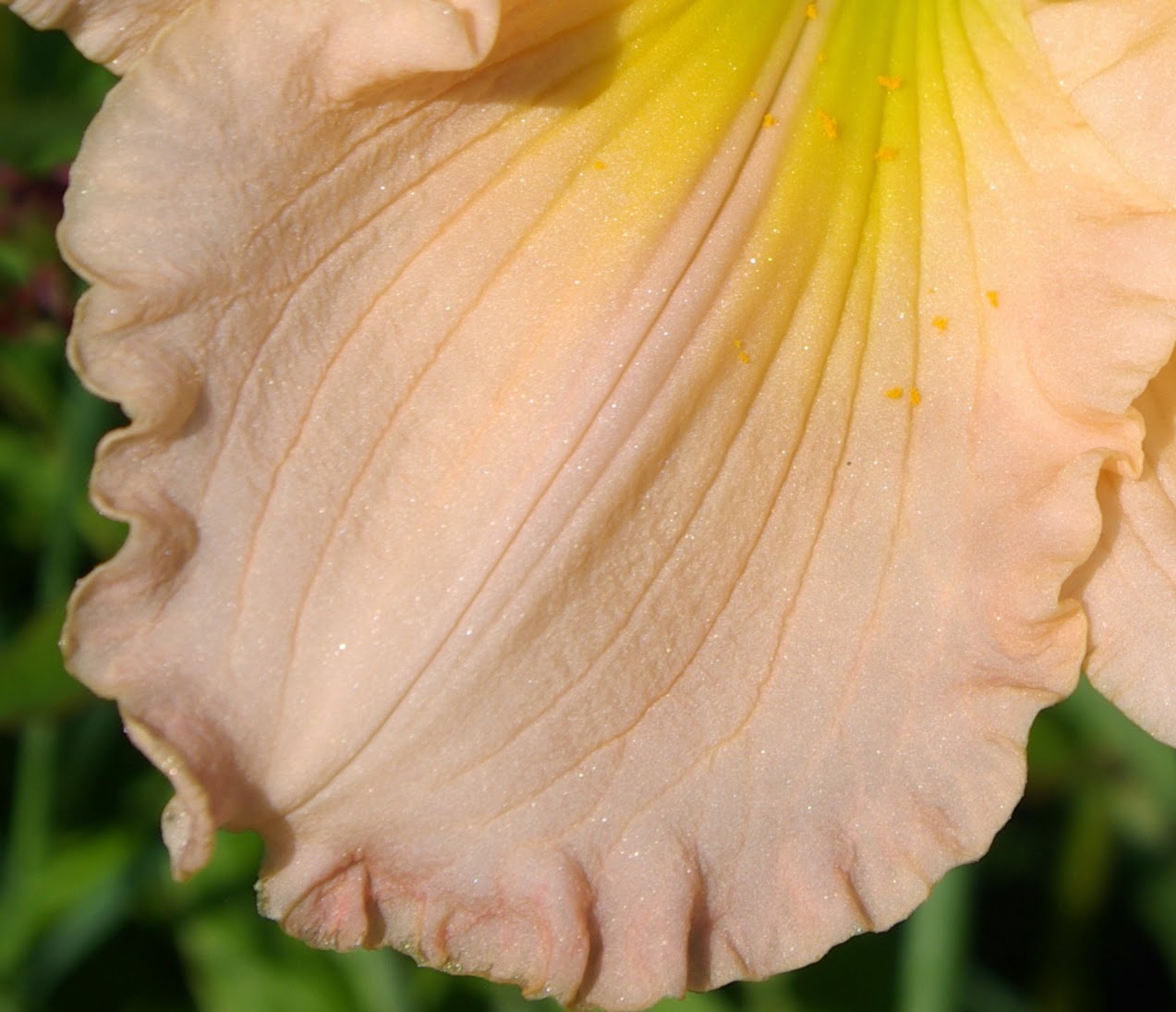 sweetbay: Blooming Friday ~ Patterns