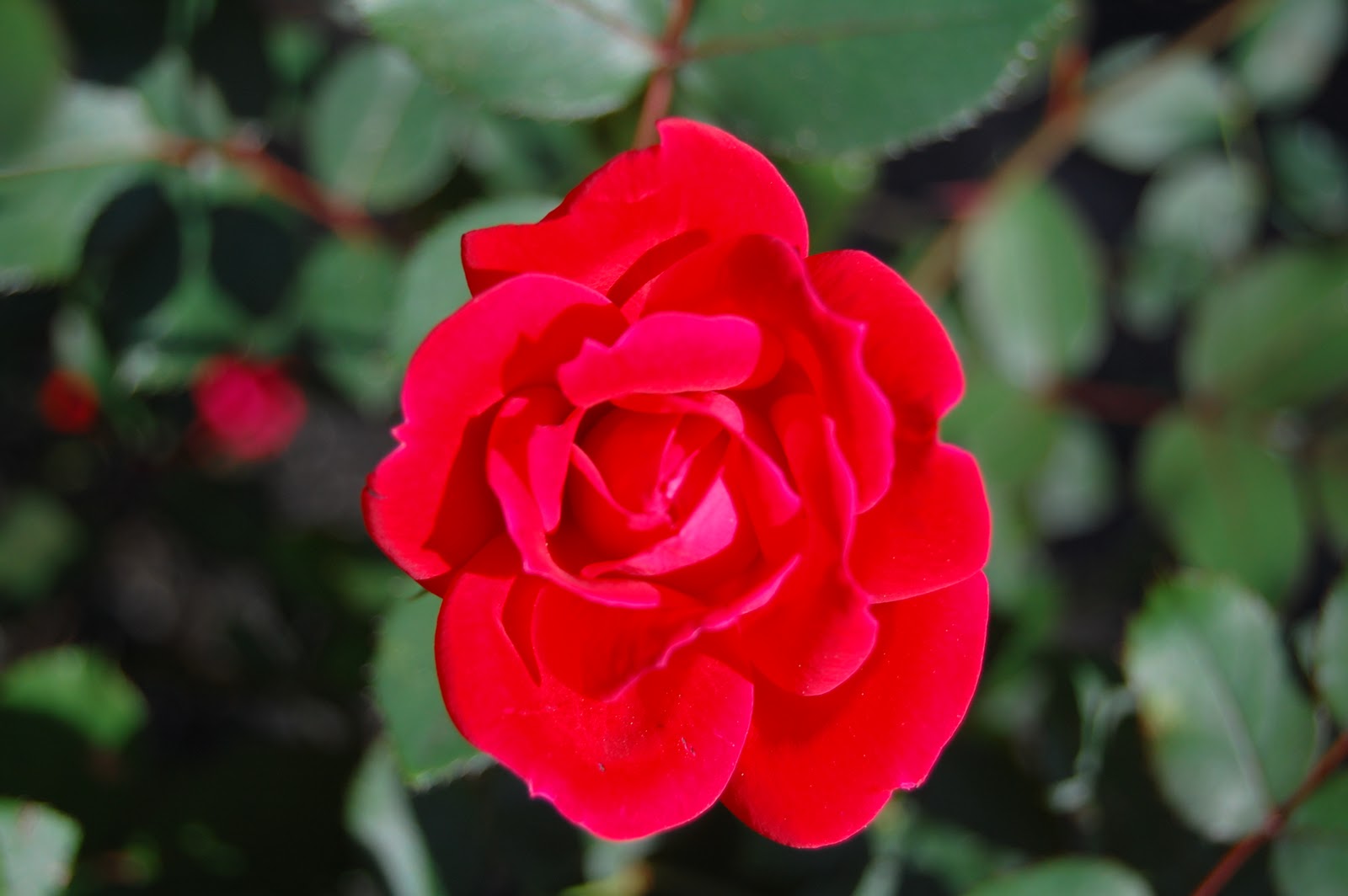 De amor y de guerra, Fermina: La mata de rosas de Chari