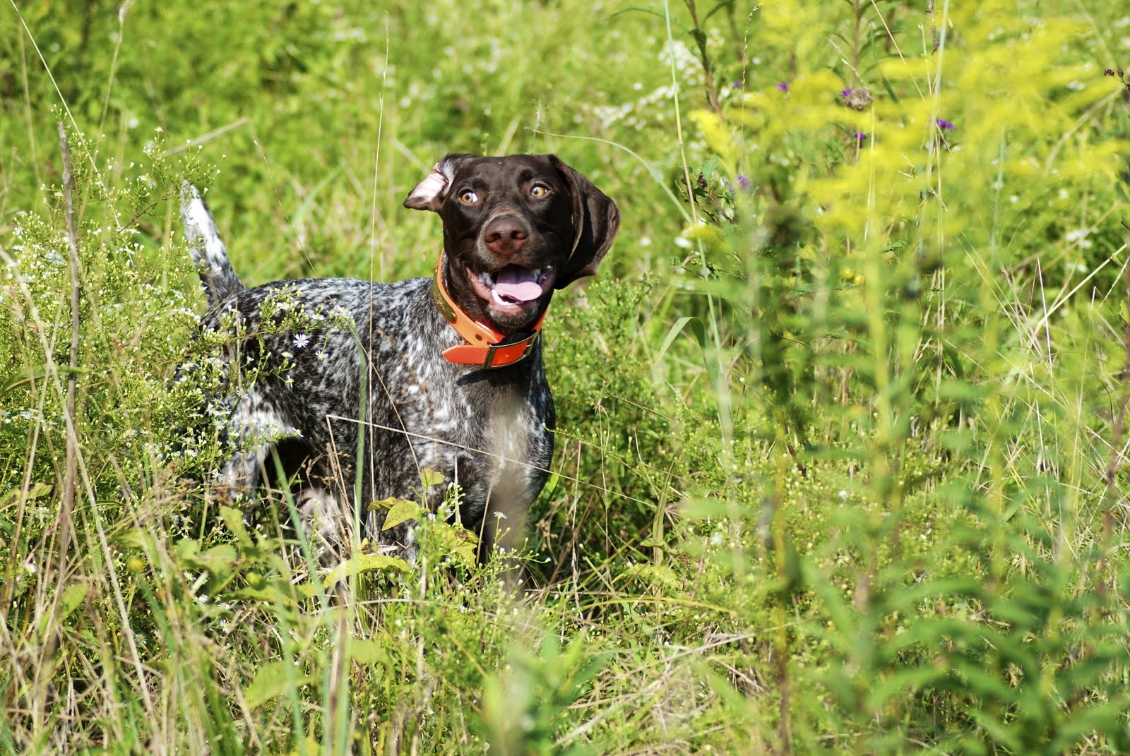Adventures of a GSP Hunting Dog: Bird Dog Road Trip!!