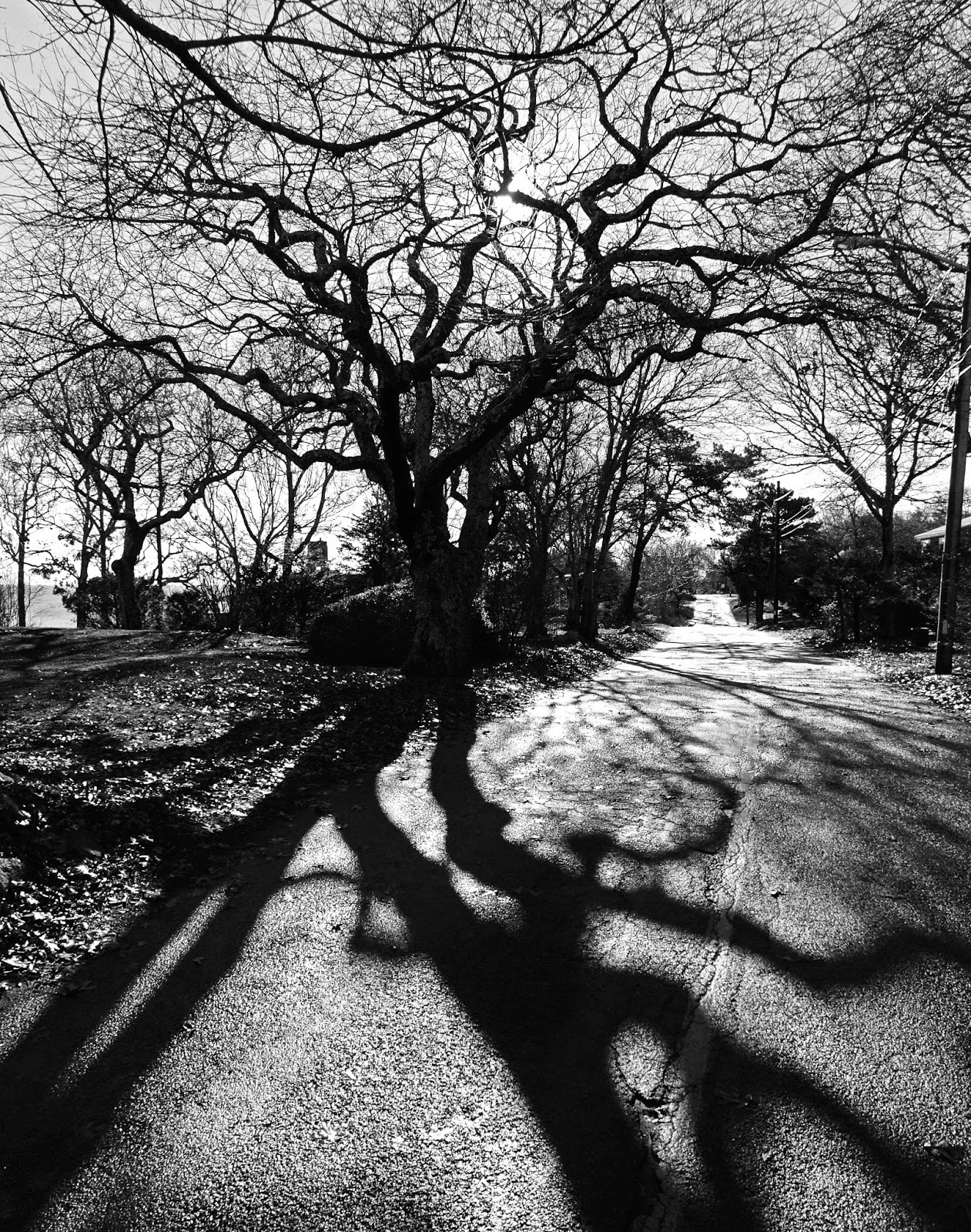 Joe's Retirement Blog: Tree Shadows, Manomet, Plymouth, Massachusetts, USA