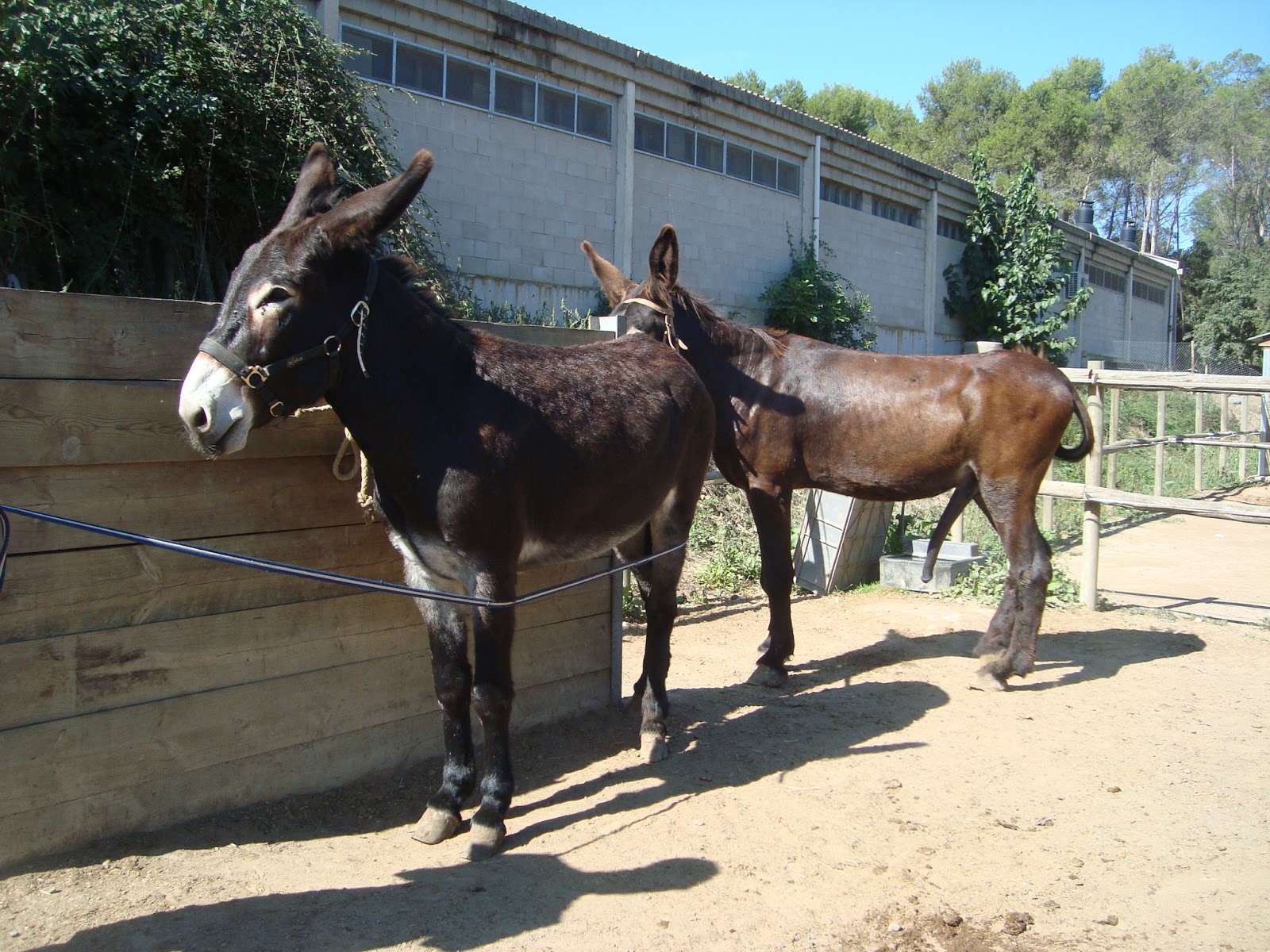 CATALONIAN DONKEYS' REPRODUCTION AT AUTONOMOUS UNIVERSITY OF BARCELONA ...