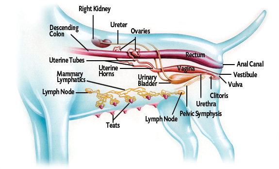 DOKTER HEWAN: Anatomi anjing