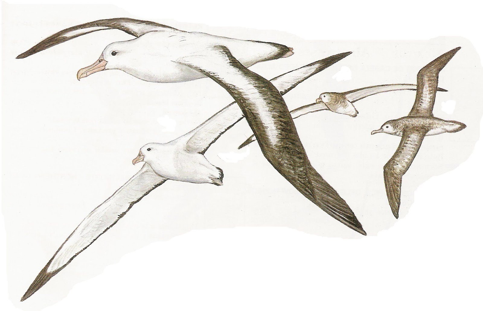 Argentina nativa: Albatros errante (Diomedea exulans)