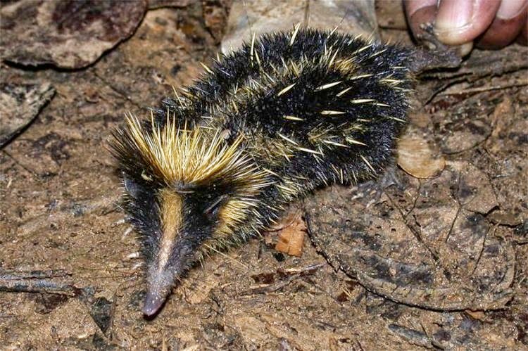 LOWLAND STREAKED TERNEC photos - wallpapers | the fun bank