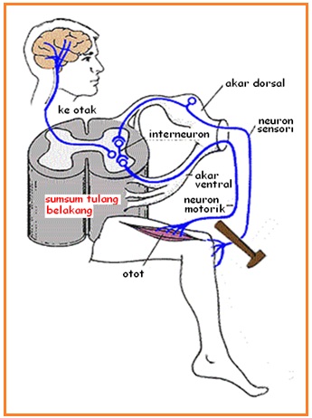 BIOLOGI GONZAGA: JALUR SYARAF DI VERTEBRAE