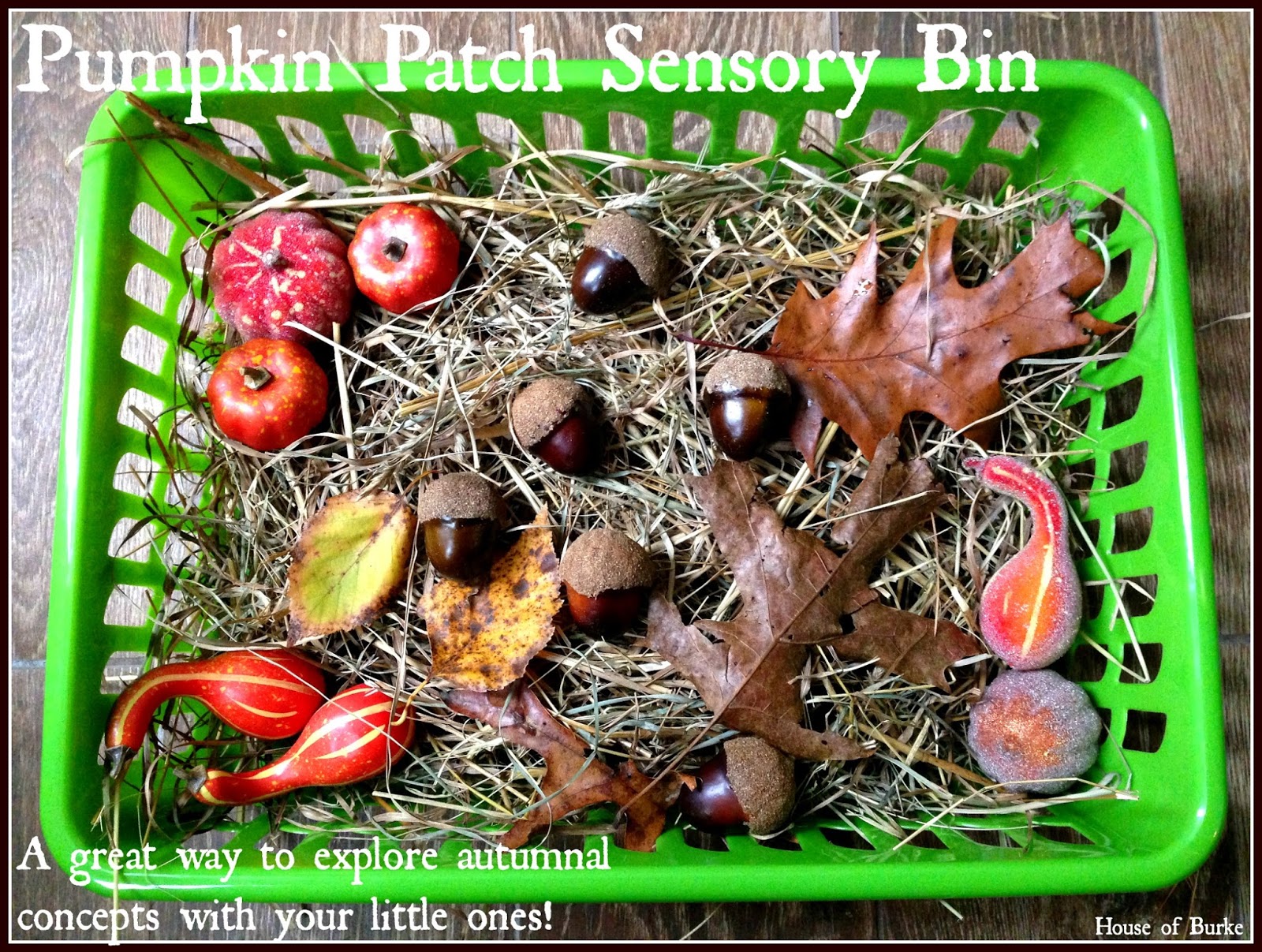 House of Burke: Pumpkin Patch Sensory Bin