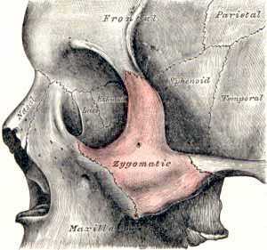 El Húmero: Clasificación de Huesos