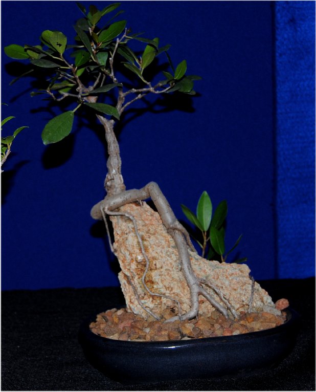 LENNARD'S BONSAI BEGINNINGS.: Root over rock Ficus.