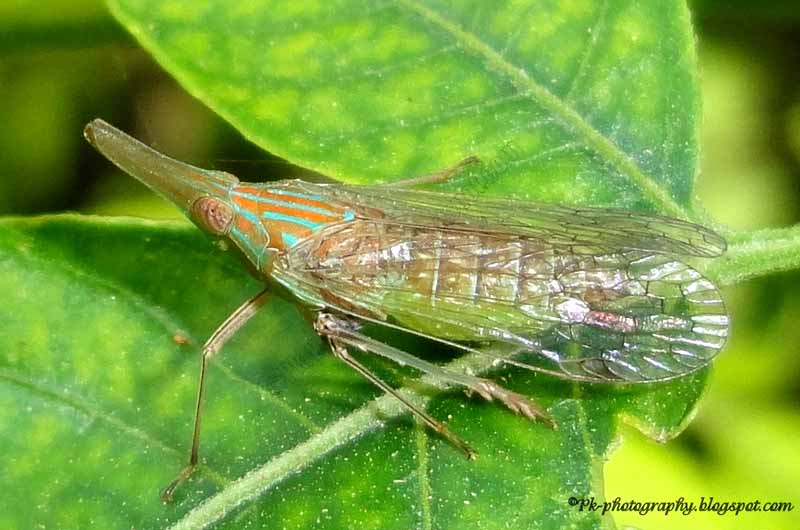 Dictyopharid Planthopper | Nature, Cultural, and Travel Photography Blog