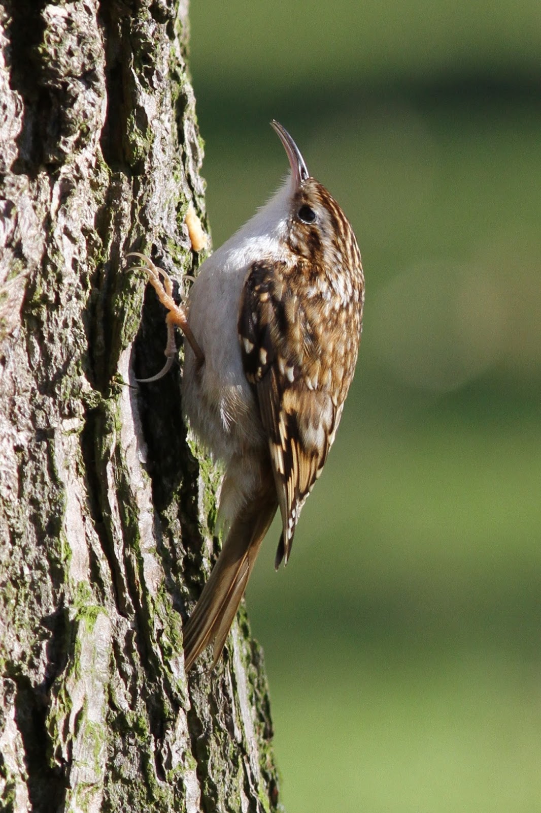 TrogTrogBlog: Bird of the week - Treecreeper