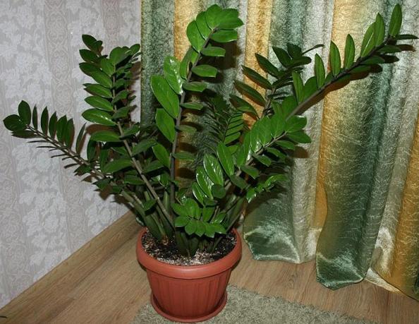 Bog' va gullar haqida blog: Zamiokulkas