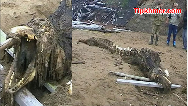 tipkhmer1: Mystery Sea Monster Washes Ashore in Russia