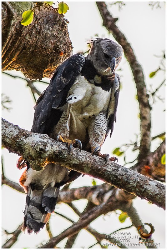Birds photos from Darien, Panama (pt. 3 - Harpy Eagles and a series of ...
