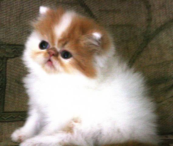 Kucing Persian di Bali: Jual kucing Di Bali