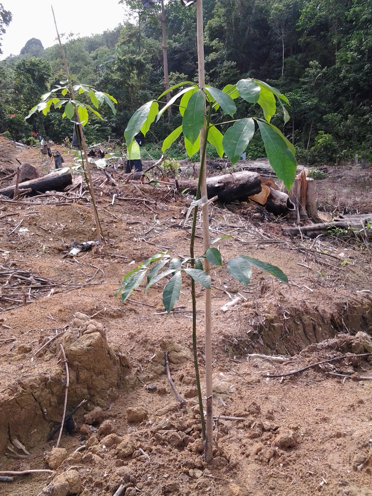 Amiela Lahat Homestay: projek tanaman getah Perak