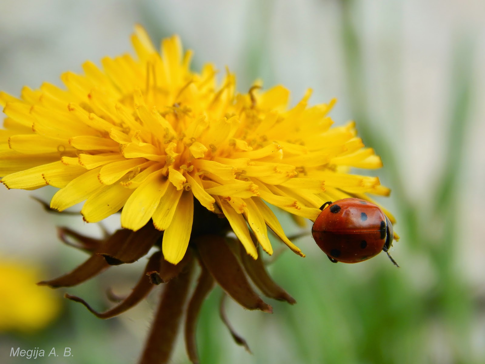 Mazliet..: Virs pienenes..