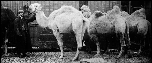 Fairground Scenes – Vintage Photos of Pitiful Animals Performing for ...