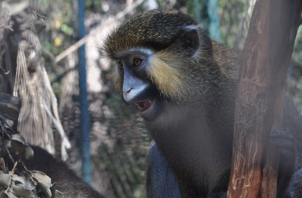 ZOOTOGRAFIANDO (6.100 ANIMALS): CERCOPITECO DE HOCICO AZUL / RED-TAILED ...