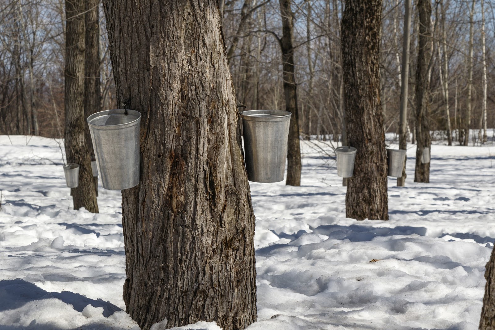 A Brief History of Maple Sugaring | Paris Farmers Union