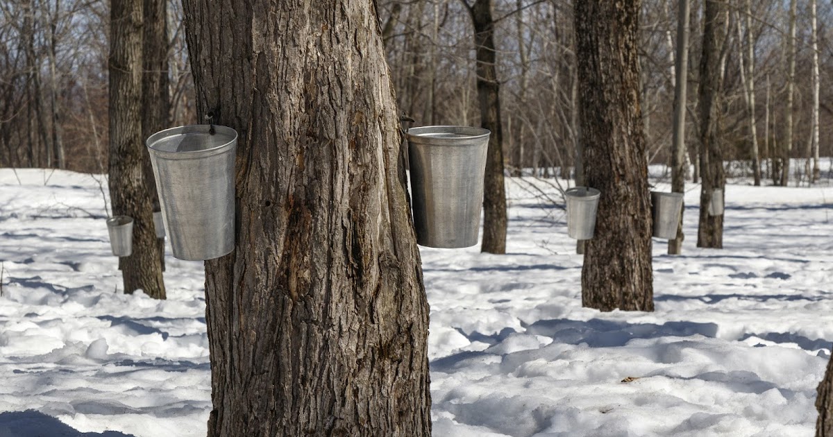 A Brief History of Maple Sugaring | Paris Farmers Union