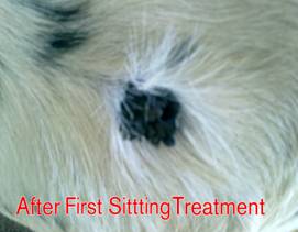 Vet Surgeon: Treatment of Warts through Auto-Immunization