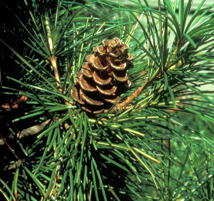 Ciencias de Joseleg: Reproducción en las gimnospermas