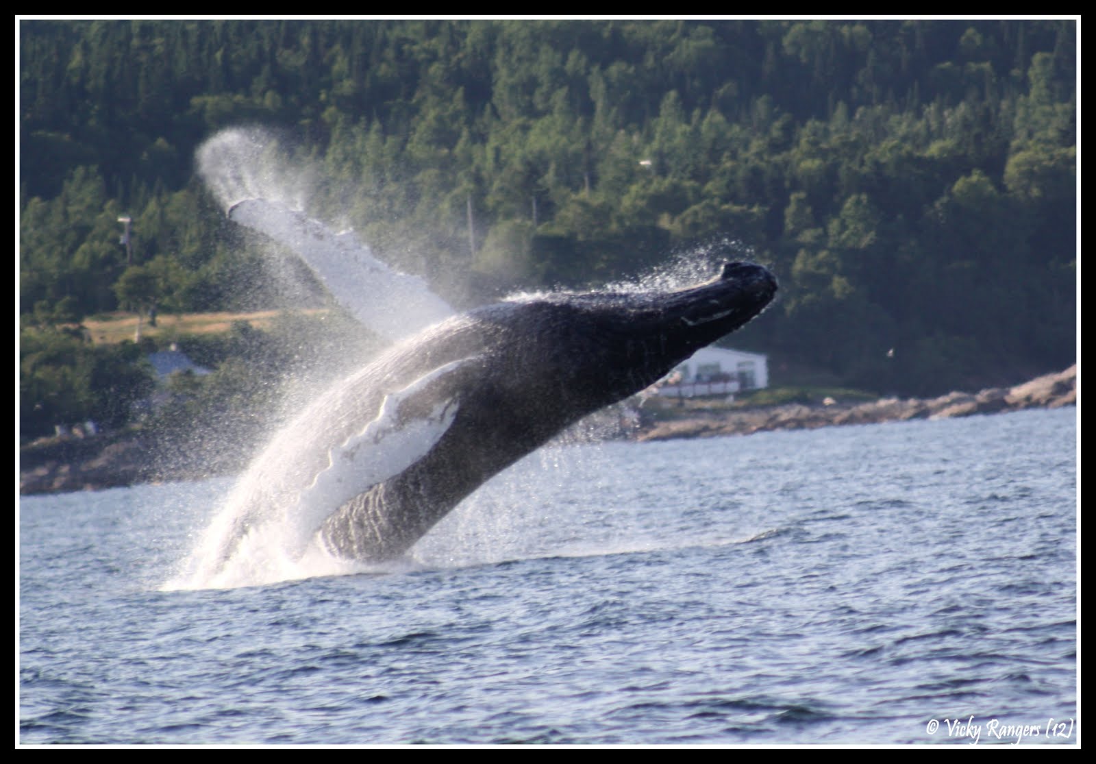 La faune et la flore du Québec en photos: Rorqual commun, Balaenoptera ...