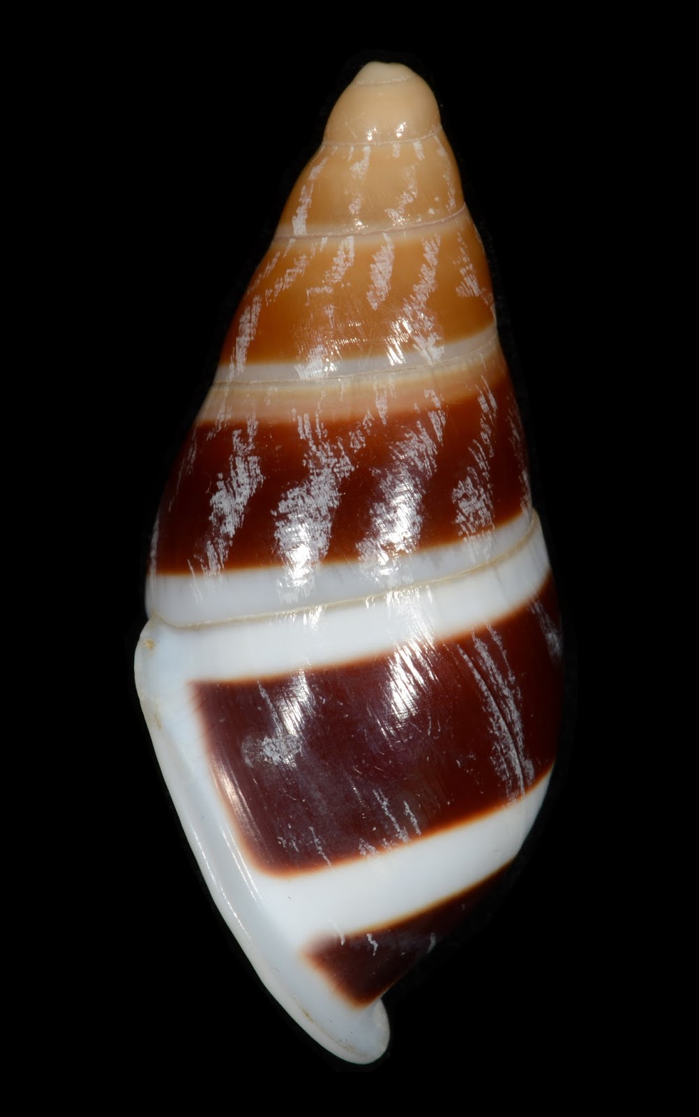 Dr. Lee's Gallery Museum: Helicostyla virgata 35.7mm 美嬌蝸牛