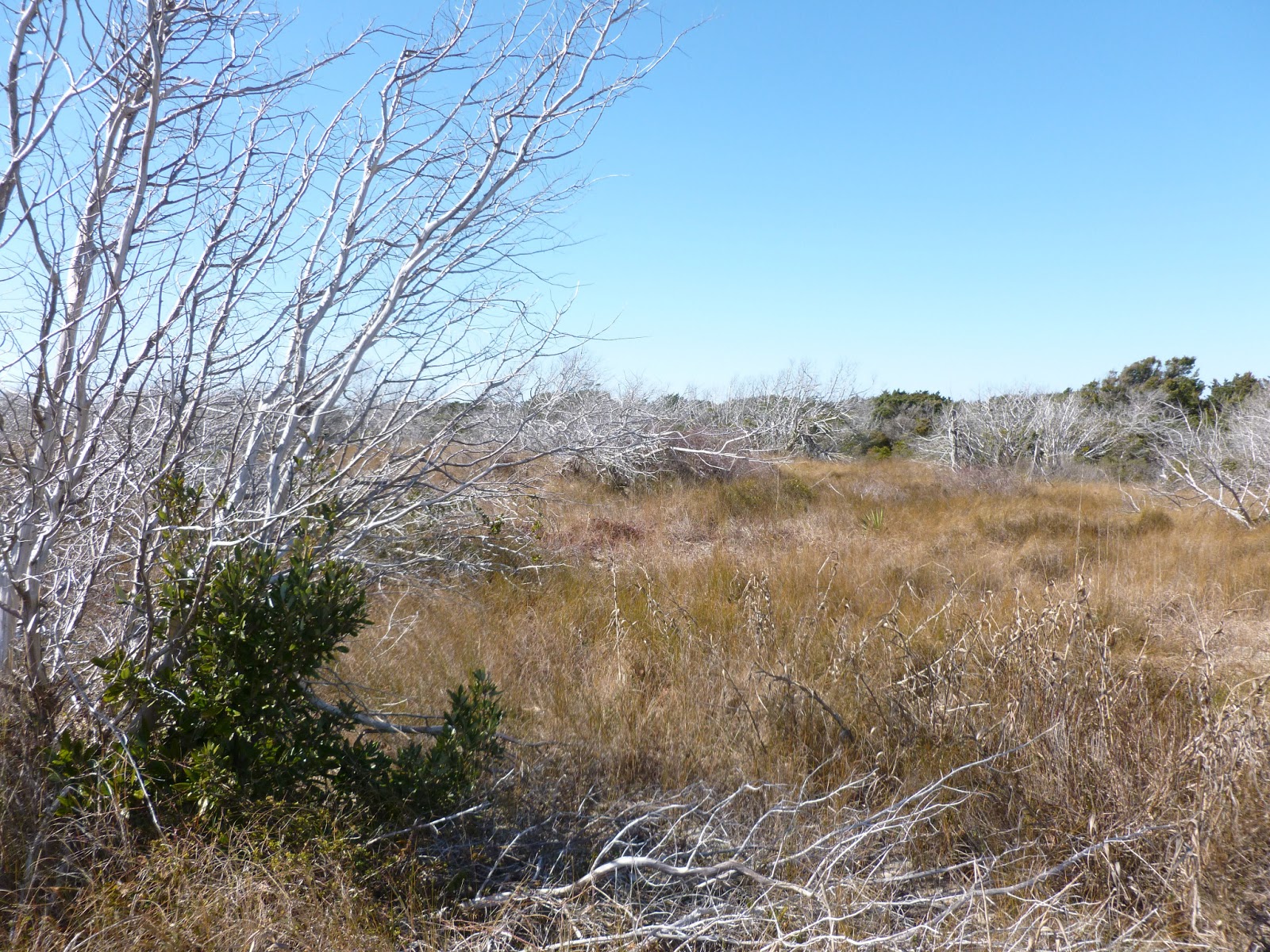 Ocracoke Island Journal: Scrag Cedars