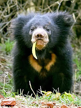 Sloth bear | The Life of Animals