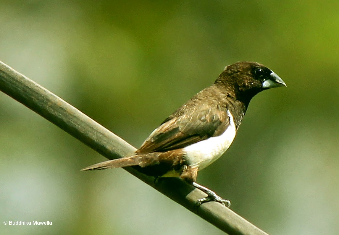 Lanka Nature Summary: White-rumped Munia (Lonchura striata)
