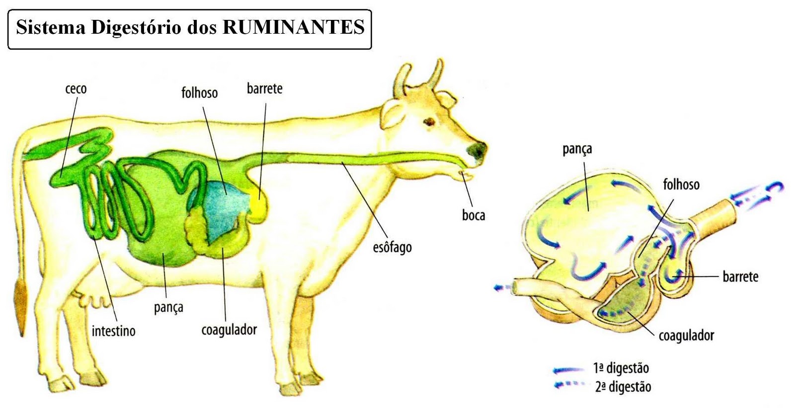 v70profleo-bio2.blogspot.com: BIO 2 - Tema 1 - Digestório (Agora com ...