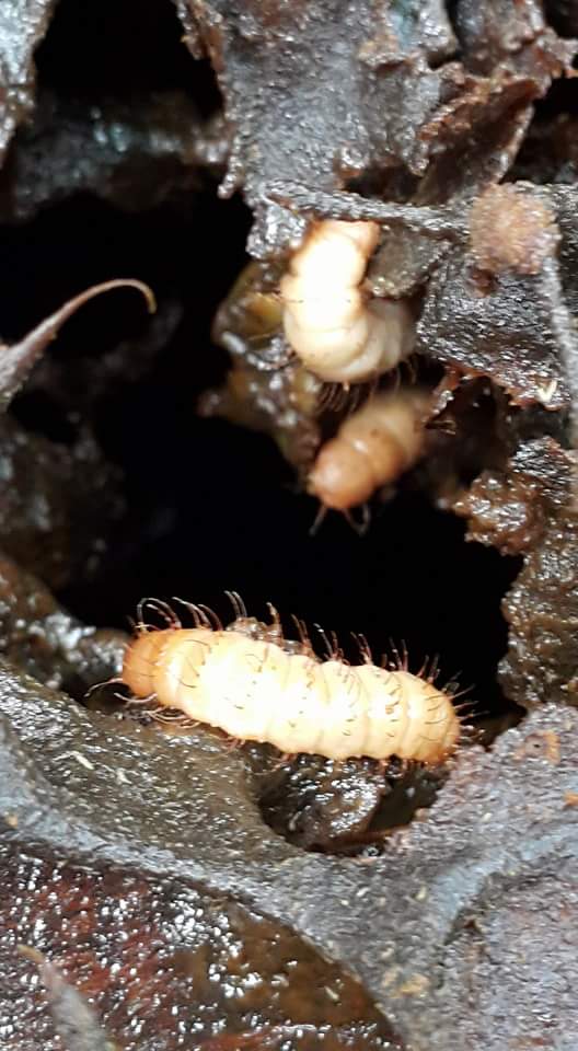 Wabak Serangga Menyerang Kelulut Di Utara