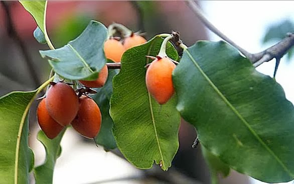 Bakula | Herbal Remedies