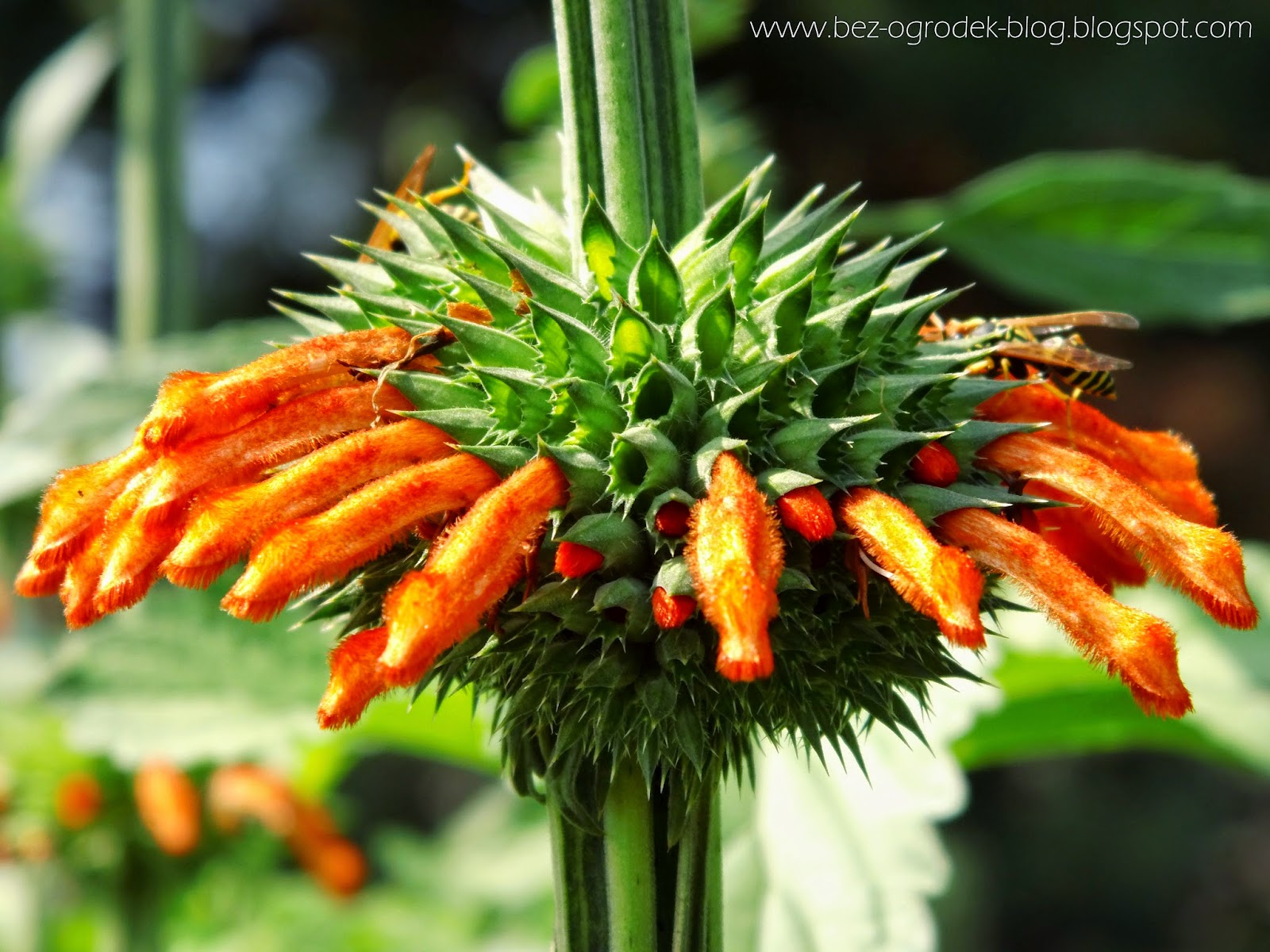 Impreza z Klip Dagga | BEZ OGRÓDEK | blog ogrodniczy