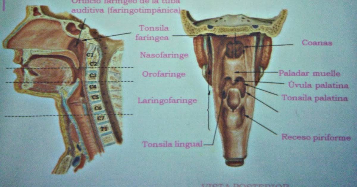 Faringe - Sistema respiratorio