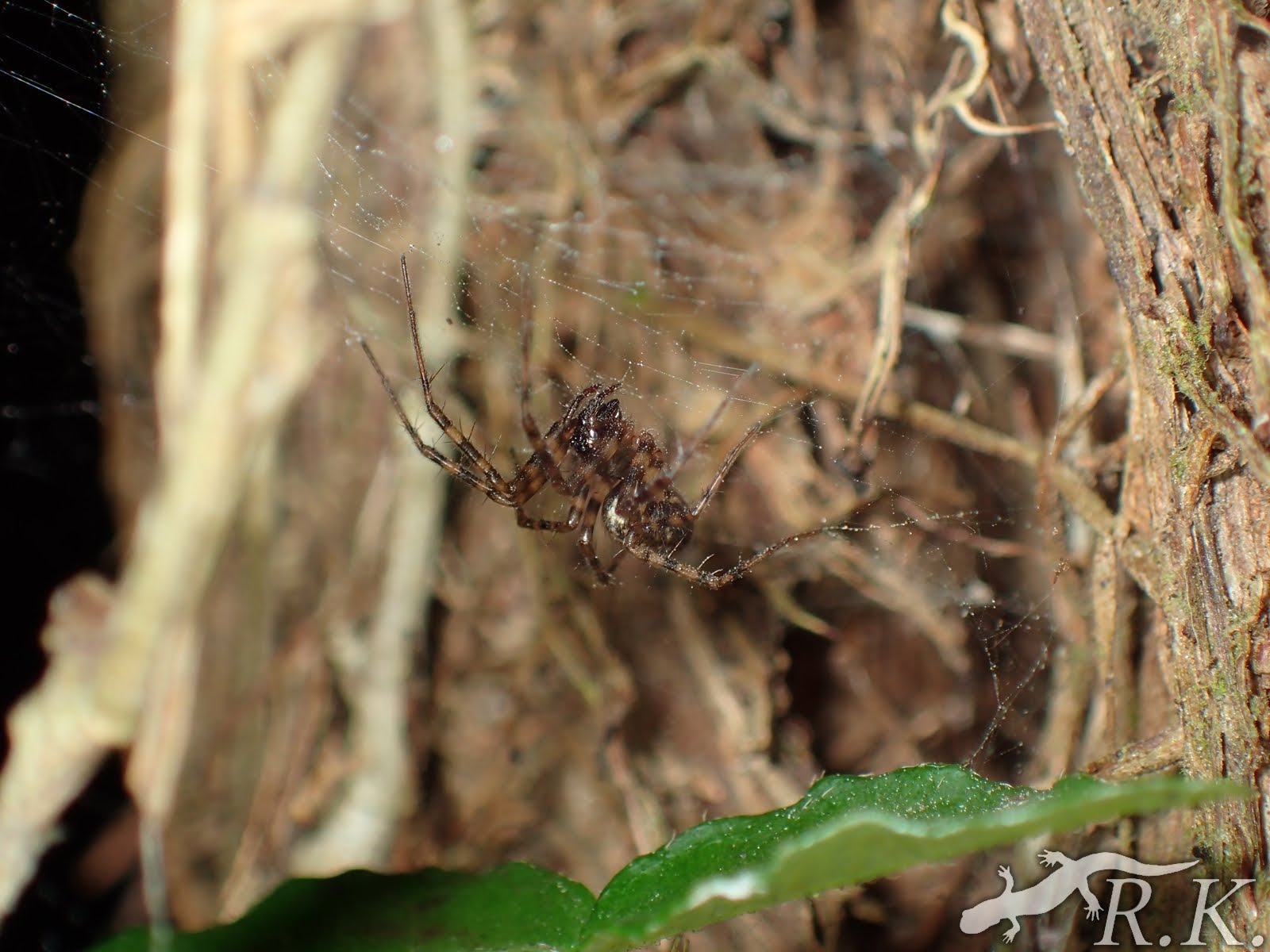 小さな隣人たちの世界: アシヨレグモ Weintrauboa contortipes (Karsch, 1881)