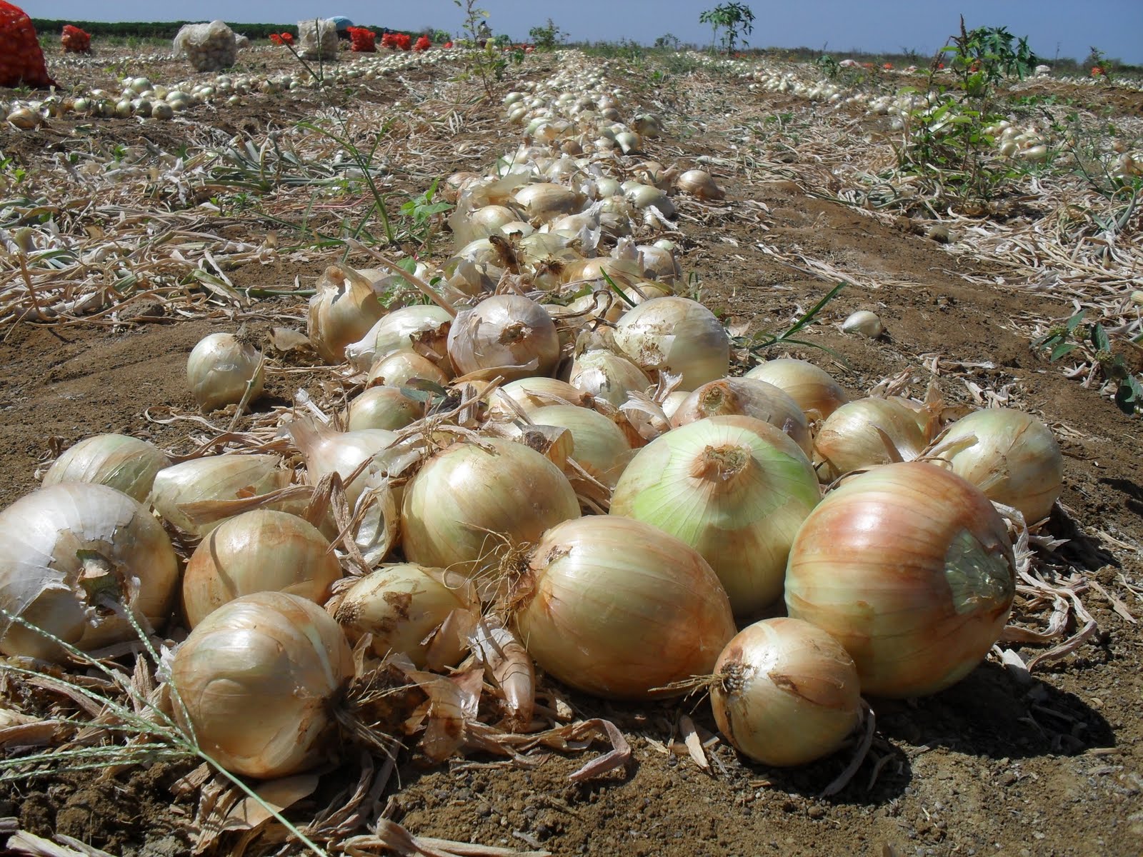 Cebola (Allium cepa L.)