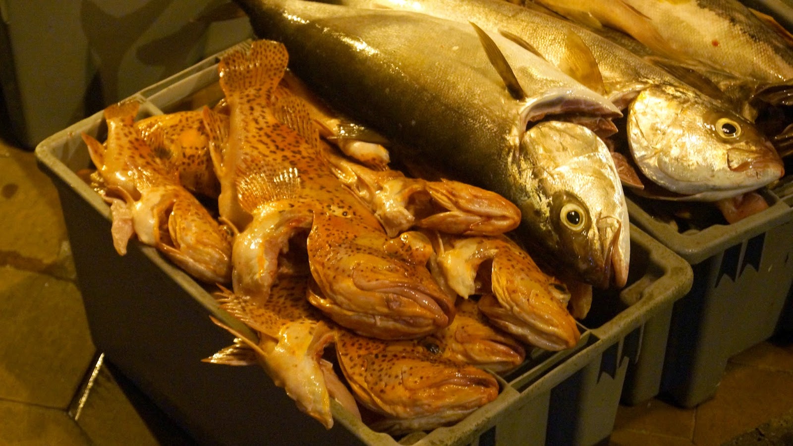 Voyage à l'amour: Panama/Galapagos Celebrating Twenty Five